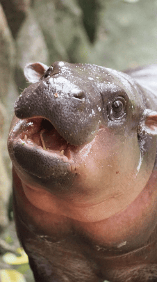 TrueVisions NOW | Live Sports and Entertainment Content Streaming